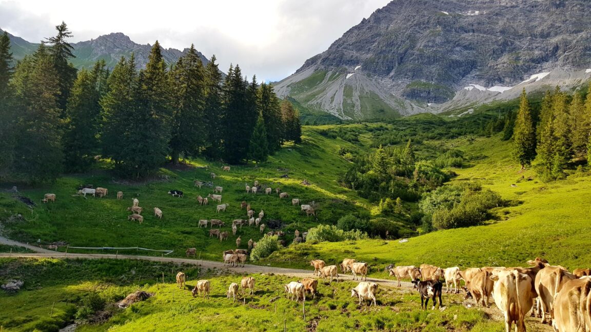 Geschichte vom Käse von der Alp | Schweizer Alpkäse