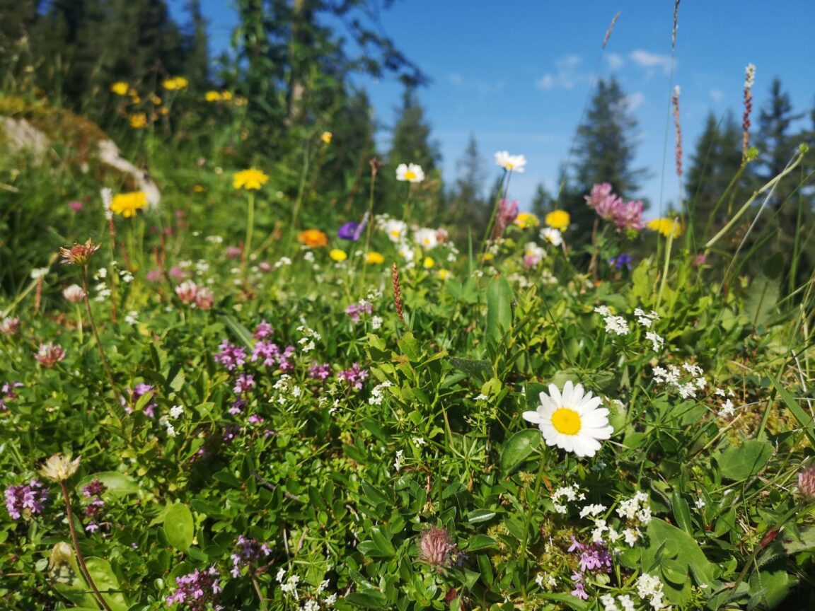So erhalten wir die Alpweiden