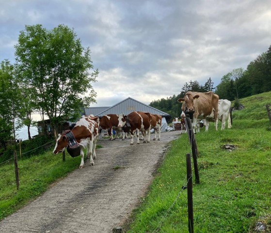 Der Alpaufzug