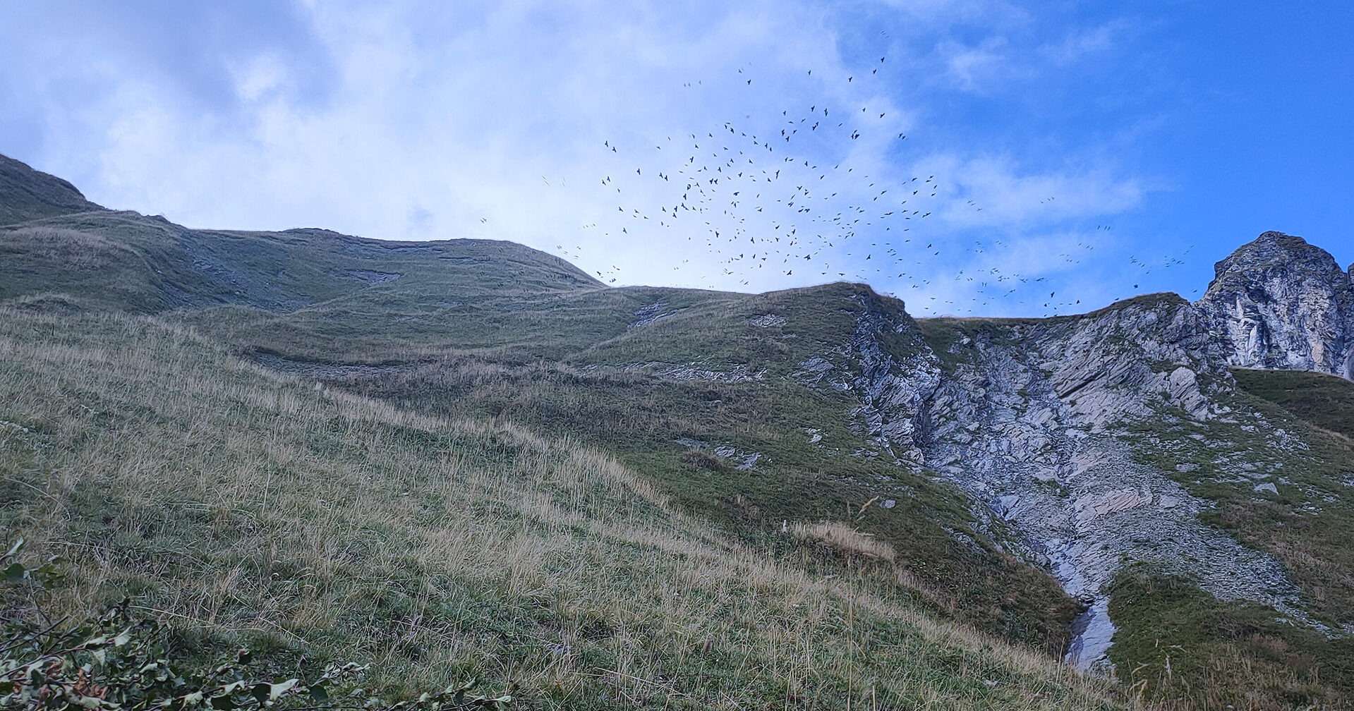 Tiere auf der Alp